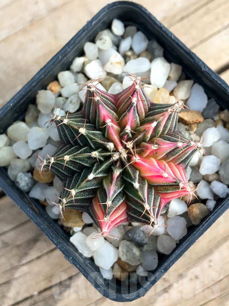 SHPR8832 Gymnocalycium friedrichii Agua Dulce LB 2178 hybrid variegated - Кактус онлайн