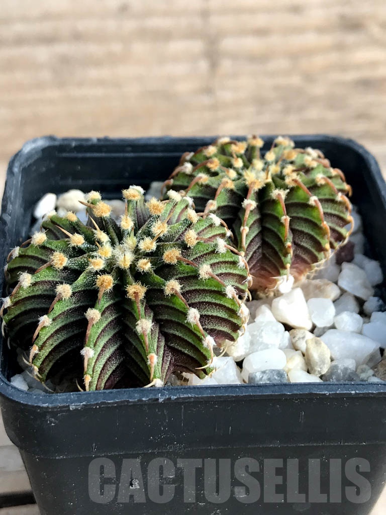 SHPR8833 Gymnocalycium friedrichii Agua Dulce LB 2178 (2 pcs) – Cactus-online