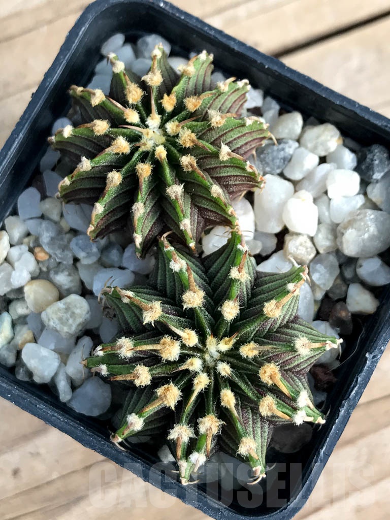 SHPR8833 Gymnocalycium friedrichii Agua Dulce LB 2178 (2 pcs) – Cactus-online