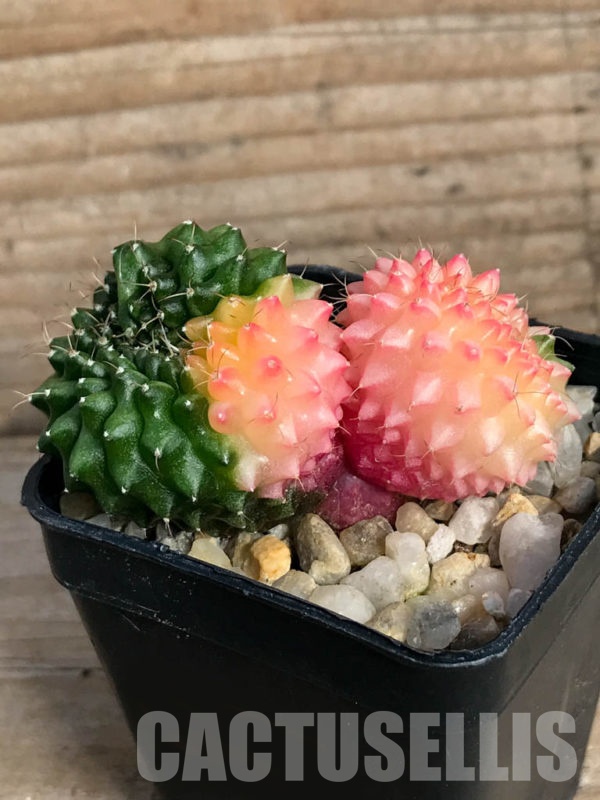 SHPR8841 Gymnocalycium ‘inermis’ hybrid f. cristata variegated – Cactus ...