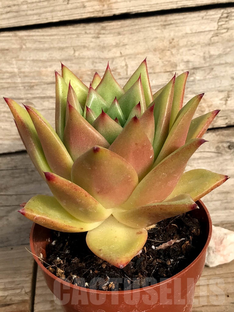 SHPR8871 Echeveria agavoides ‘Corderoyi’ red – Cactus-online