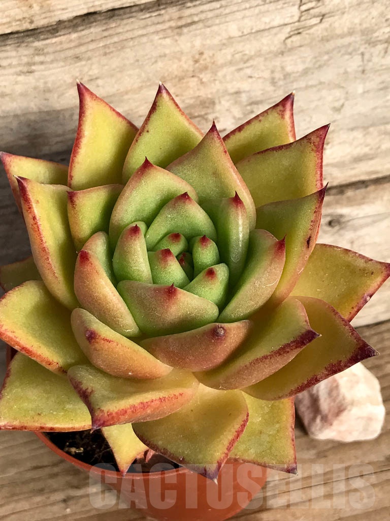 SHPR8871 Echeveria agavoides ‘Corderoyi’ red – Cactus-online