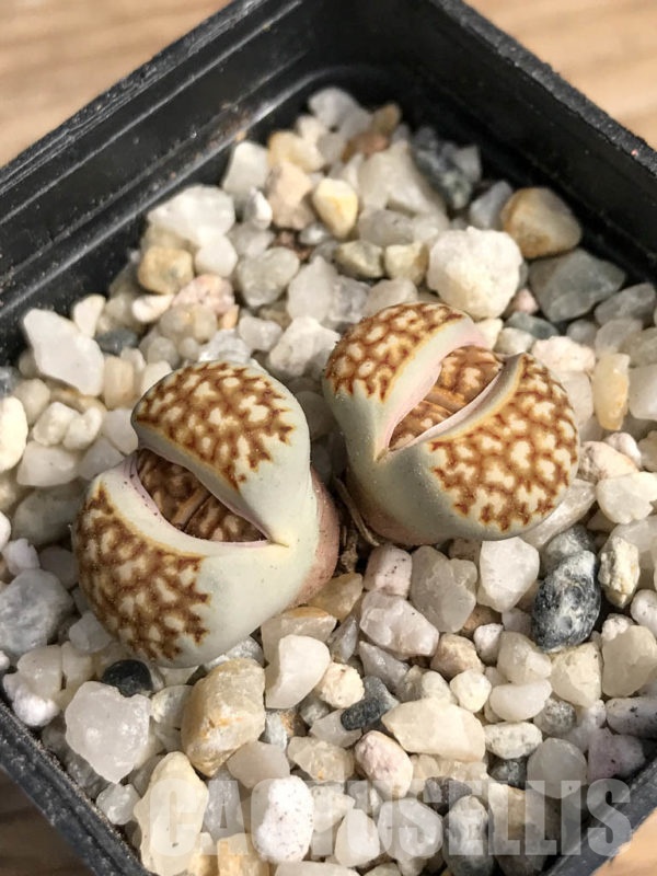 SHPR9091 Lithops julii ‘littlewoodii’ C218A, 2 heads – Cactus-online