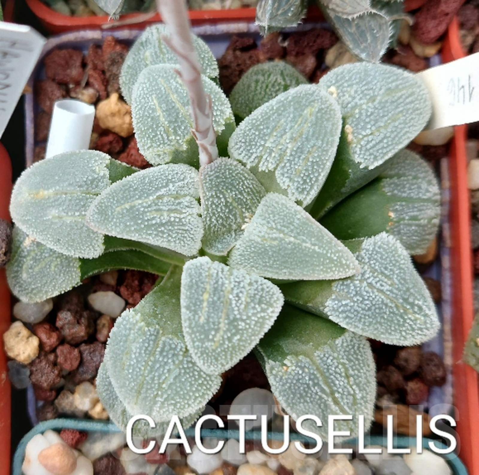 LOT540 10 SEEDS Haworthia pygmaea f. crystallina 2023 – Cactus-online