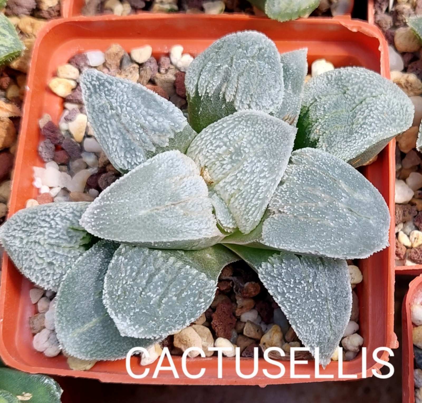 LOT540 10 SEEDS Haworthia pygmaea f. crystallina 2023 – Cactus-online