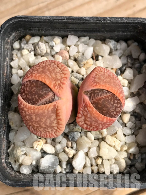 SHPR9087 Lithops aucampiae red, Danielskuil, South Africa, 2 heads ...