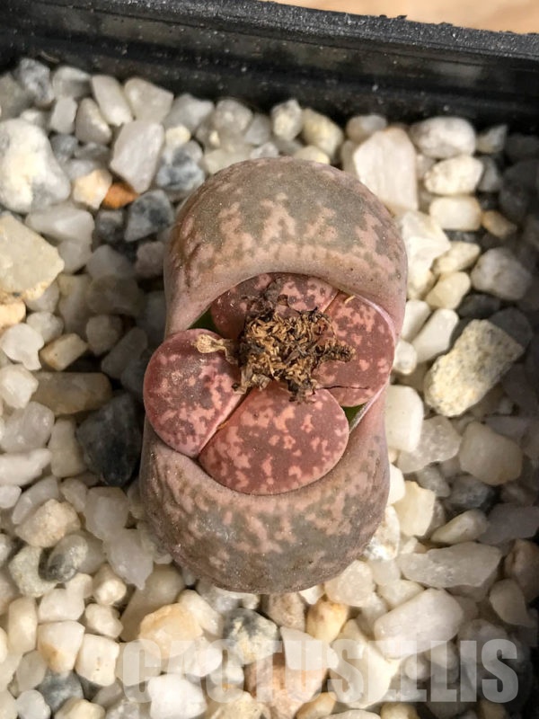 SHPR9107 Lithops gesinae, pink form – Cactus-online