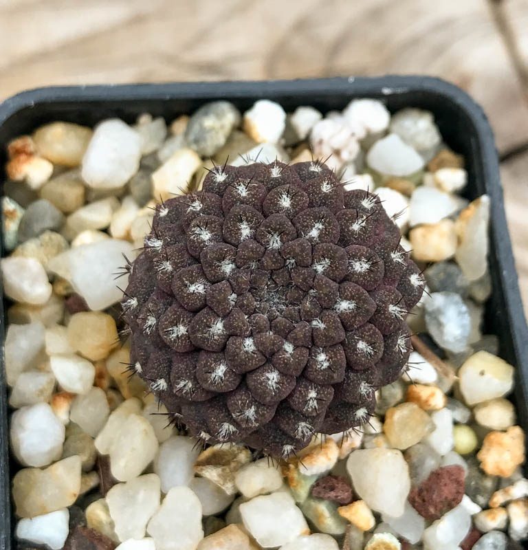 Thelocephala Archives - Cactus-online