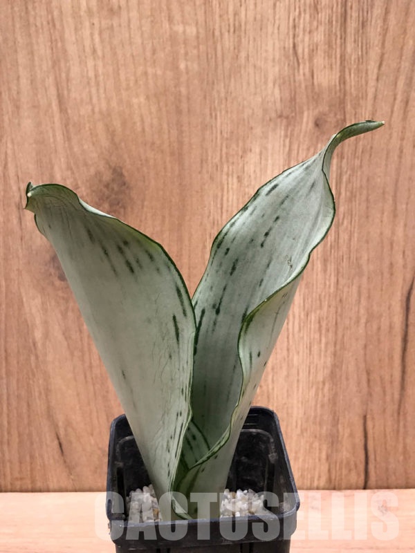 SHPR9293 Sansevieria trifasciata ‘Brazilian Moonshine’ - Cactus-online