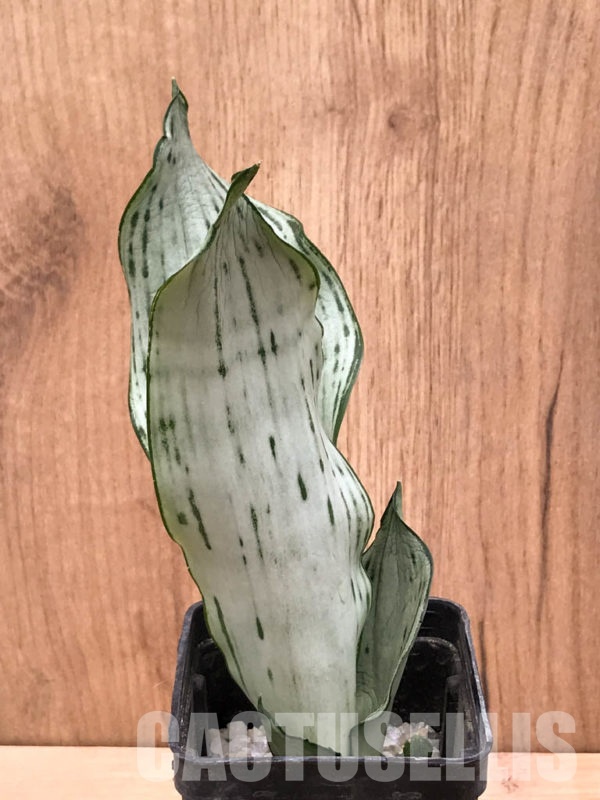 SHPR9293 Sansevieria trifasciata ‘Brazilian Moonshine’ - Cactus-online