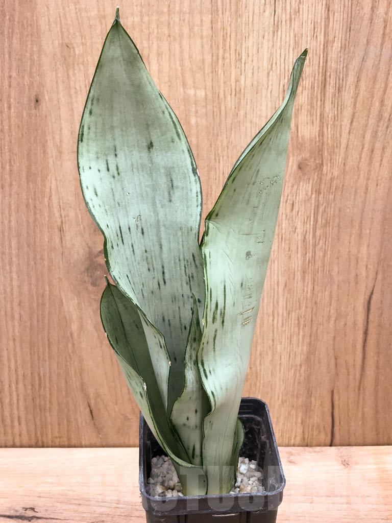 SHPR9294 Sansevieria trifasciata ‘Brazilian Moonshine’ – Cactus-online