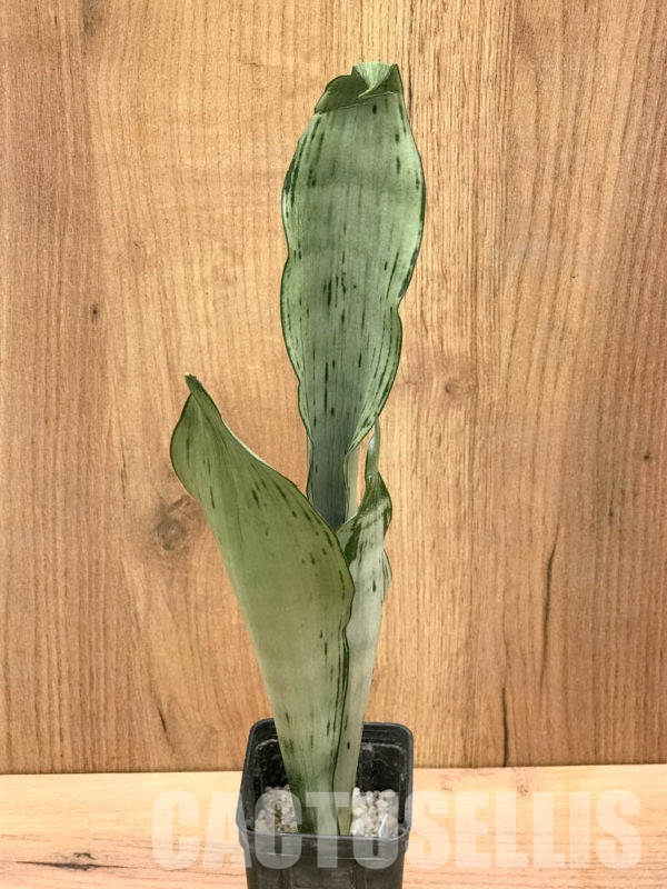 SHPR9294 Sansevieria trifasciata ‘Brazilian Moonshine’ – Cactus-online