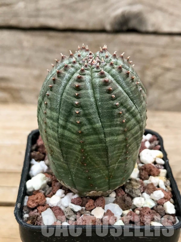 SHPR9431 Euphorbia obesa - Cactus-online