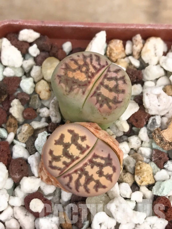SHPR9450 Lithops dorotheae, 2 heads – Cactus-online