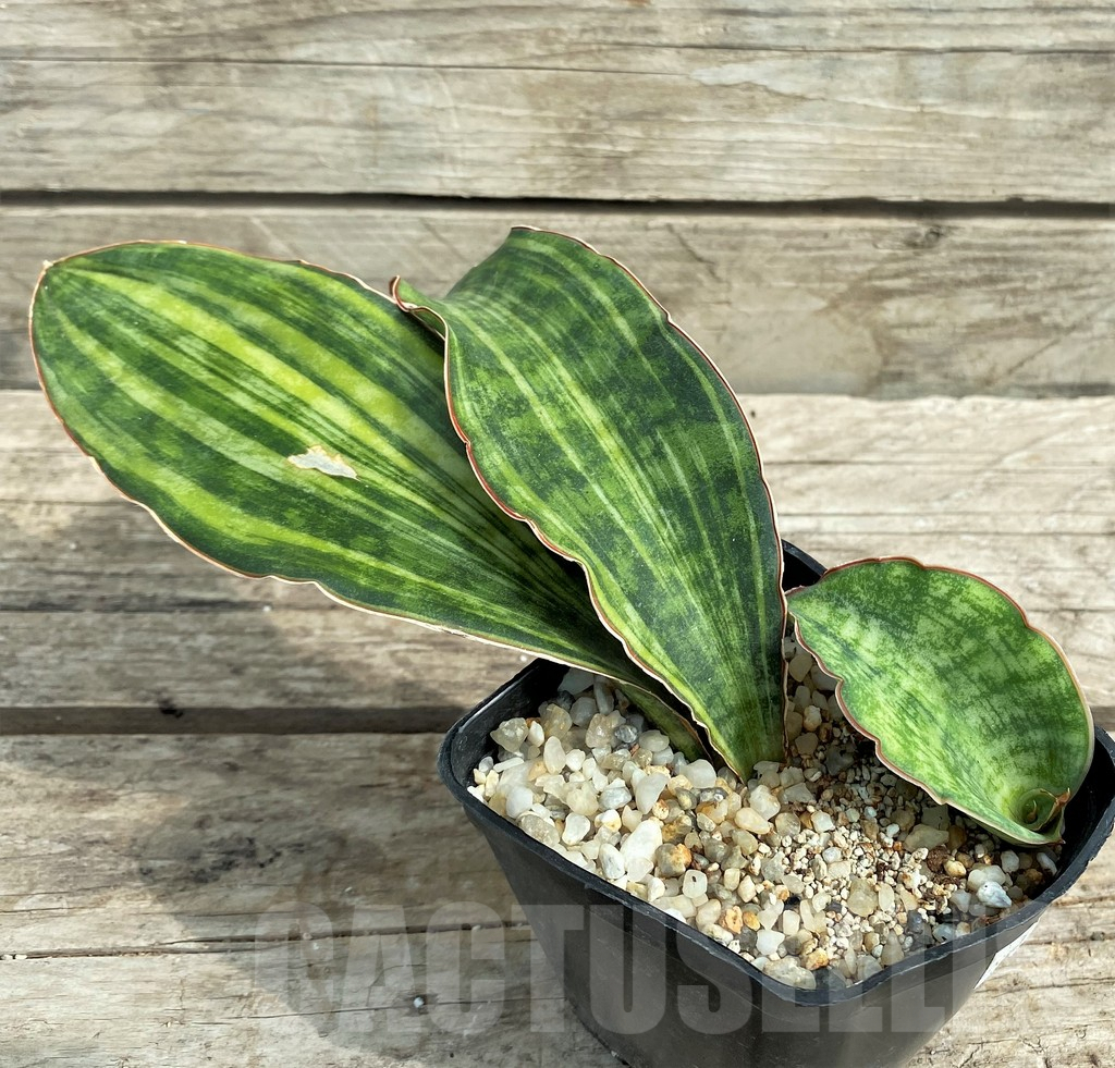 SHPR10051 Sansevieria ‘Macrophylla’ variegata – Cactus-online