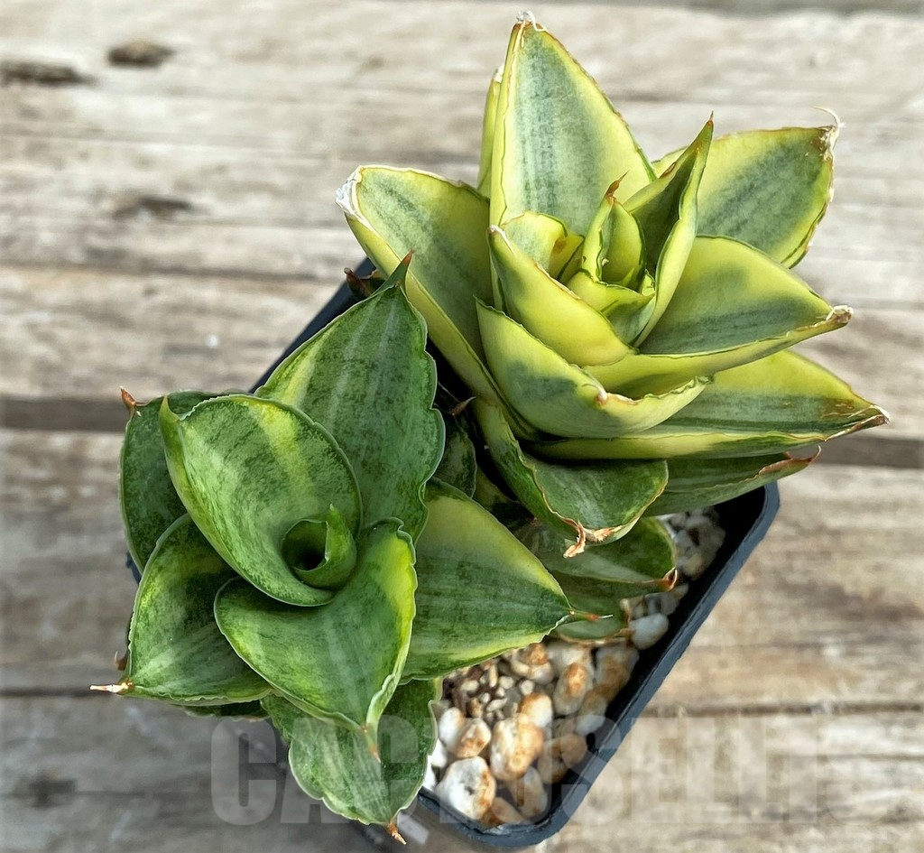 SHPRE11535 Sansevieria ‘Pagoda’ hybrid f. variegata – Cactus-online