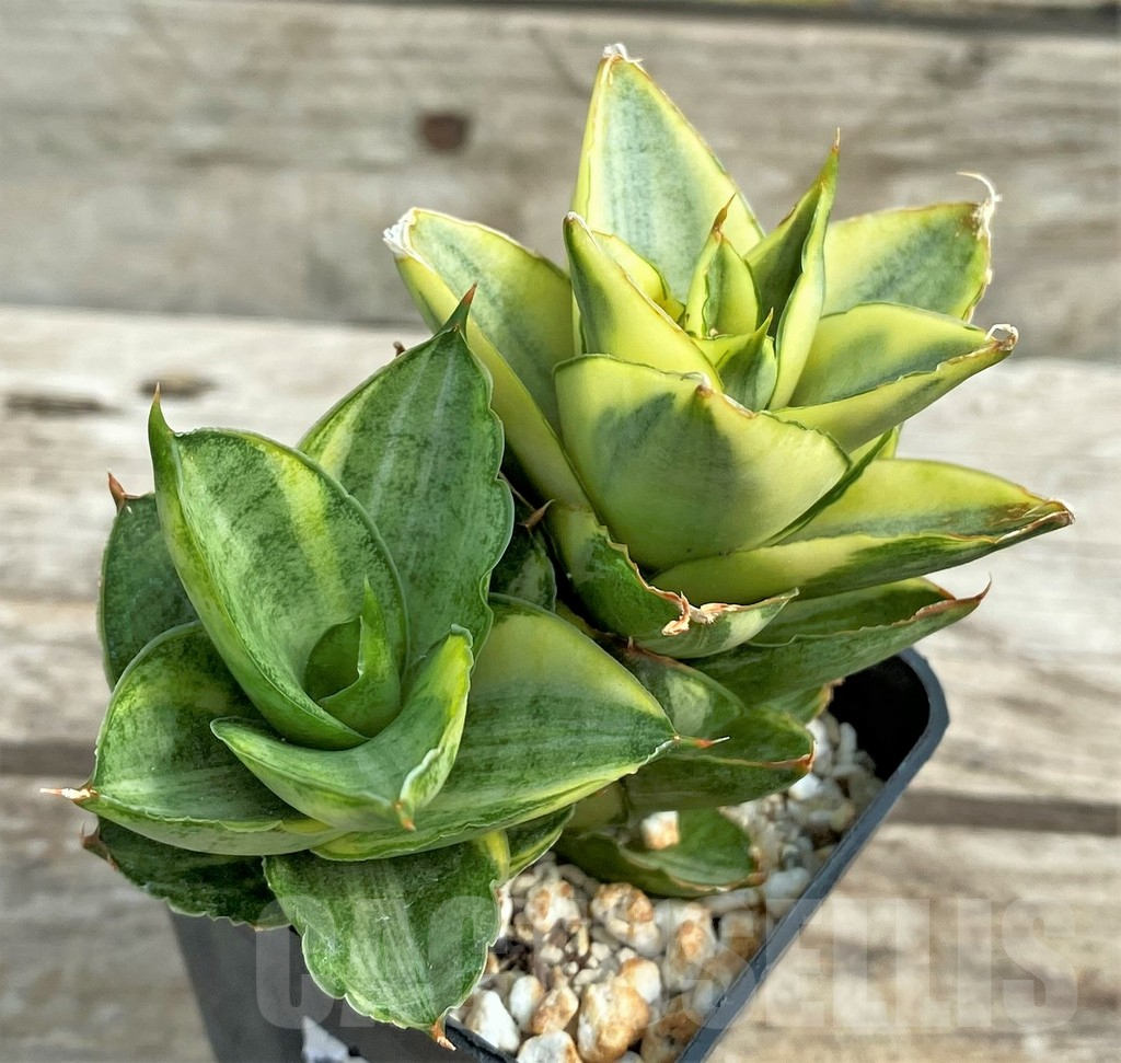 SHPRE11535 Sansevieria ‘Pagoda’ hybrid f. variegata – Cactus-online