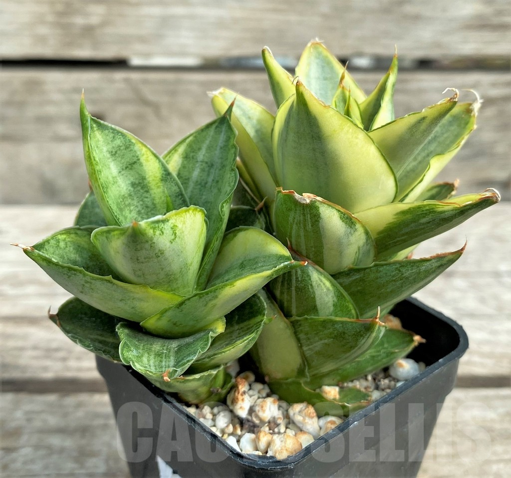 SHPRE11535 Sansevieria ‘Pagoda’ hybrid f. variegata – Cactus-online
