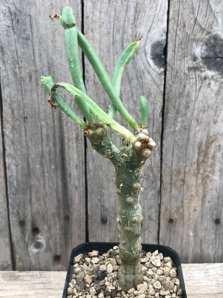 SHPR9810 Tylecodon paniculatus x wallichii natural hybrid - Кактус онлайн