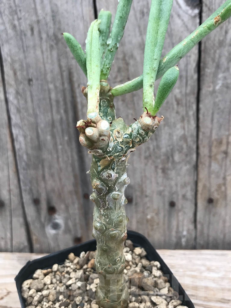 SHPR9810 Tylecodon paniculatus x wallichii natural hybrid - Кактус онлайн