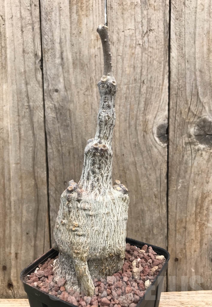 SHPR9891 Fockea multiflora ES 20248 - Cactus-online