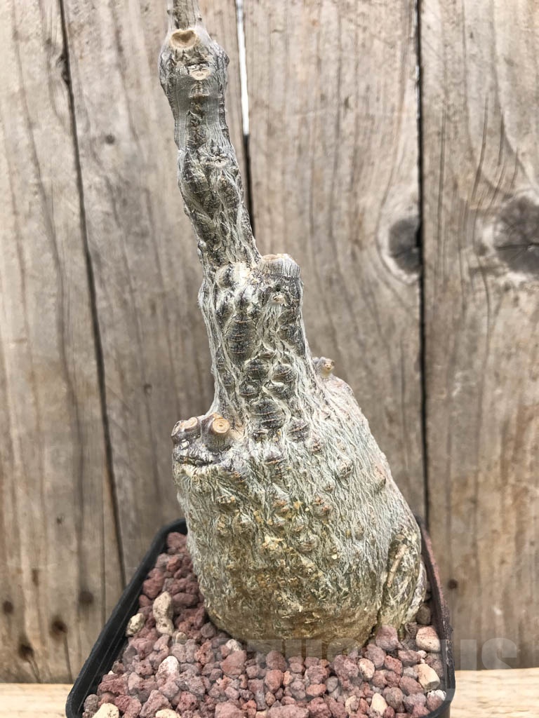 SHPR9891 Fockea multiflora ES 20248 - Cactus-online