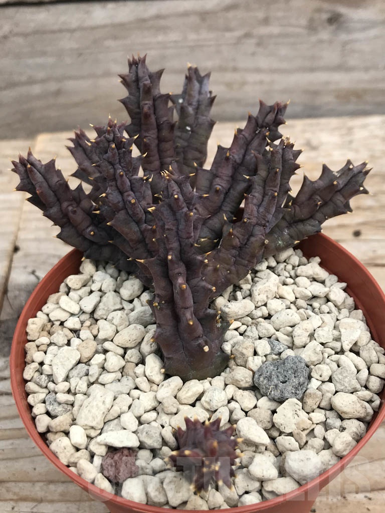 SHPR9931 Huernia hystrix - Cactus-online