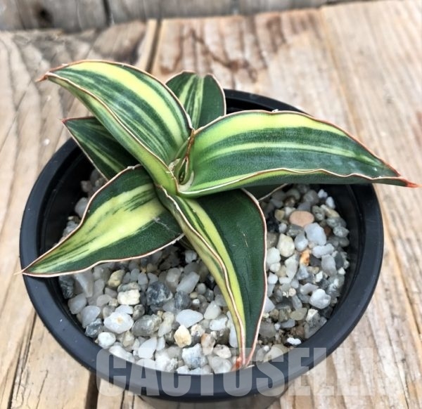 SHPR10045 Sansevieria ‘Blue leaf’ variegated – Cactus-online