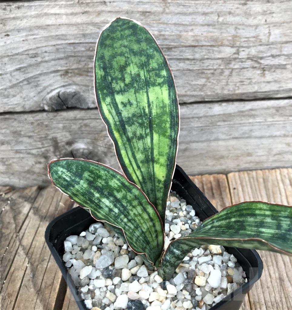 SHPR10049 Sansevieria ‘Macrophylla’ variegata - Кактус онлайн