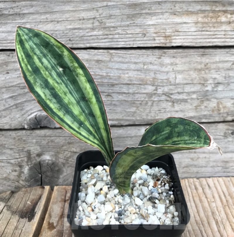 SHPR10050 Sansevieria ‘Macrophylla’ variegata – Cactus-online