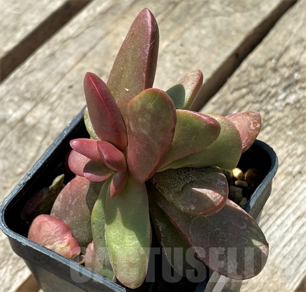 SHPR11467 Crassula clavata – Cactus-online