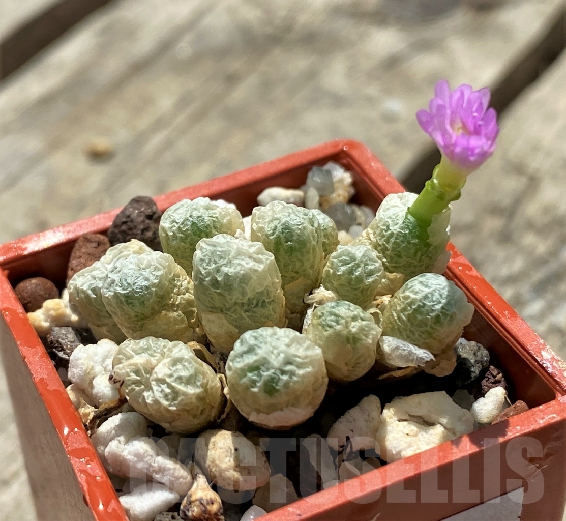 SHPR11483 Conophytum ectypum – Cactus-online