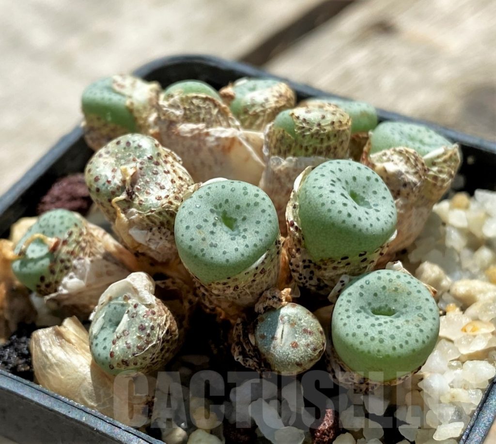 SHPR11486 Conophytum wettsteinii ssp. fragile – Cactus-online