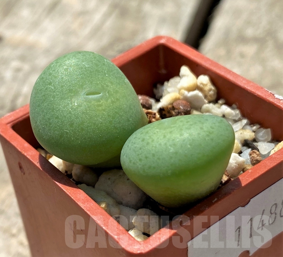 SHPR11488 Conophytum flavum CR 1559 – Cactus-online