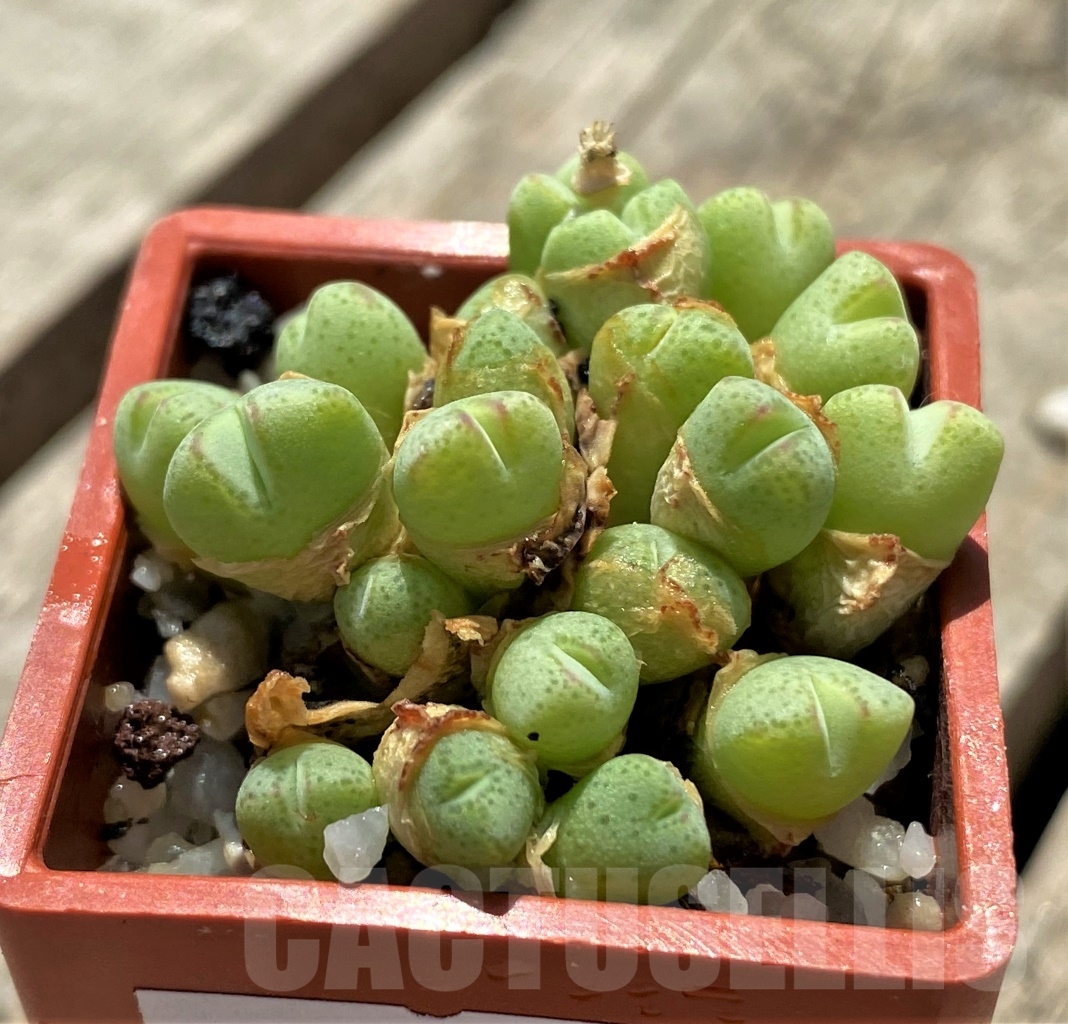 SHPR11491 Conophytum klinghardtense ISI 1135 - Кактус онлайн