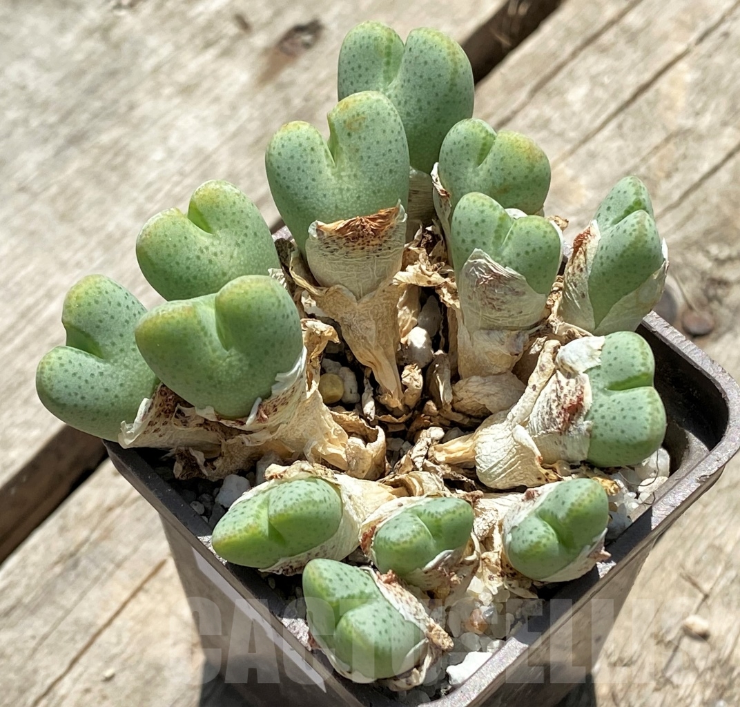 SHPR11492 Conophytum taylorianum ssp. ernianum - Кактус онлайн