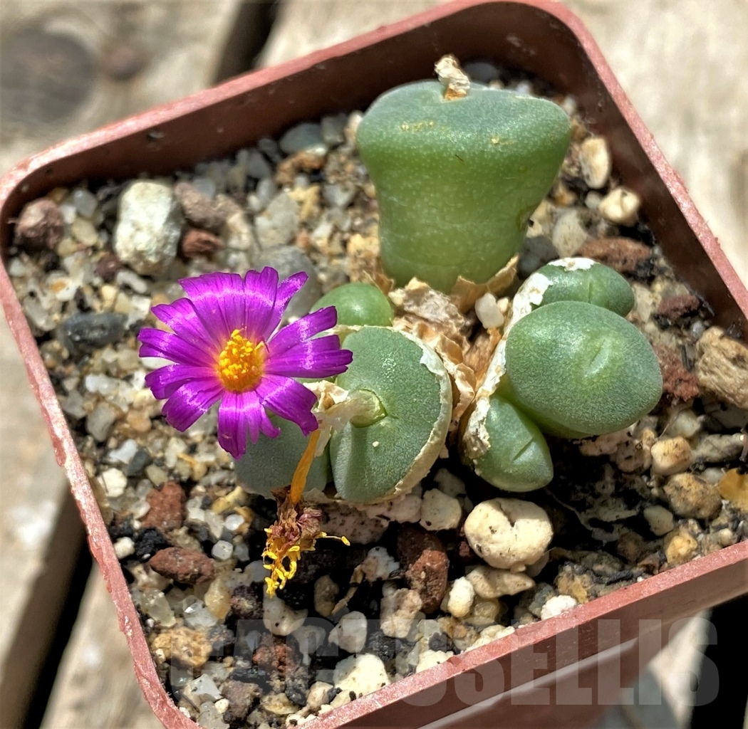 SHPR10740 Conophytum bolusiae SB 1099 – Cactus-online