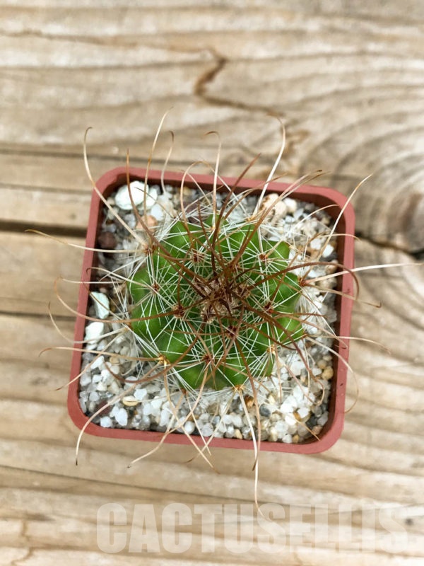 SHPR9523 Parodia maxima, Tarija, Bolivia – Cactus-online