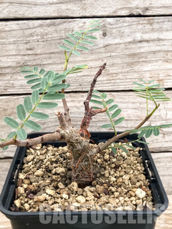 SHPR9636 Senna meridionalis / Cassia meridionalis – Кактус онлайн