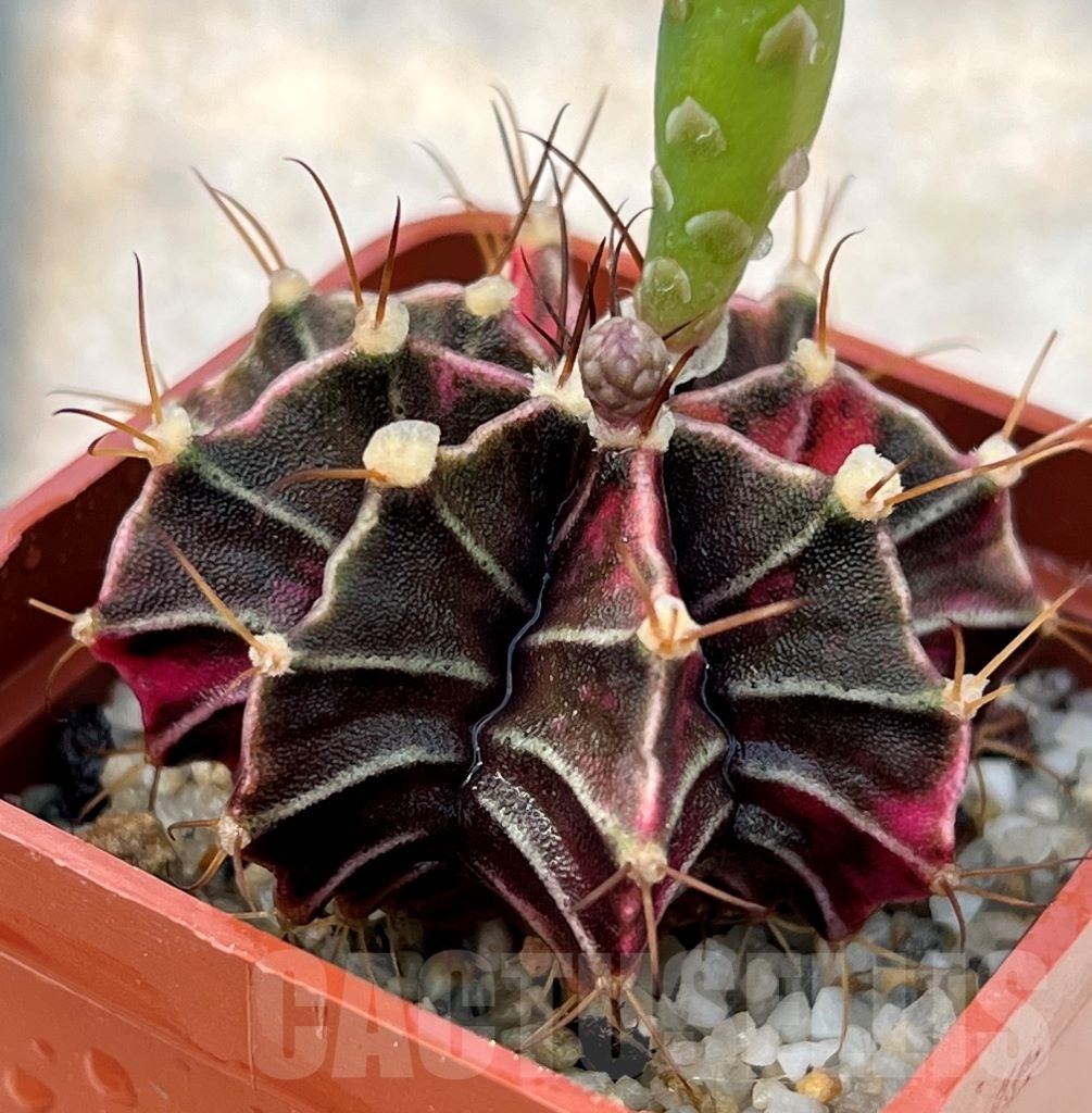 SHPR10545 Gymnocalycium friedrichii f. variegated – Cactus-online