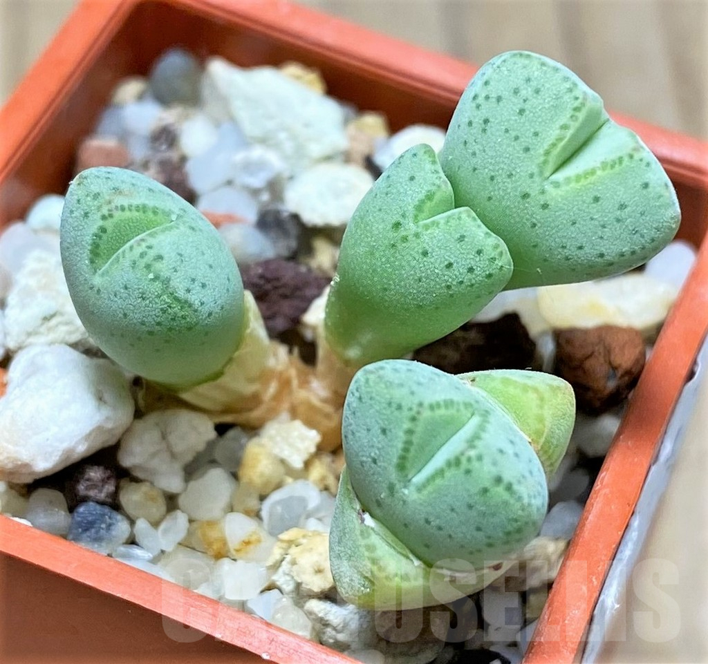 SHPR10763 Conophytum klinghardtense – Cactus-online