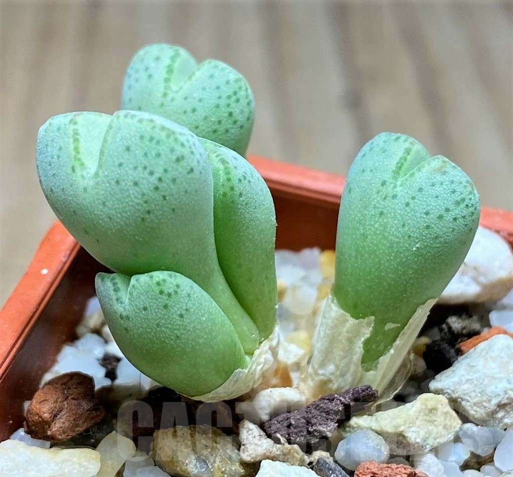 SHPR10763 Conophytum klinghardtense – Cactus-online