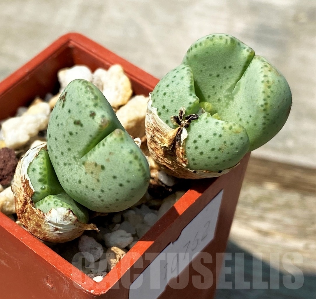 SHPR10762 Conophytum taylorianum subs. ernianum, Clon 2 - Кактус онлайн