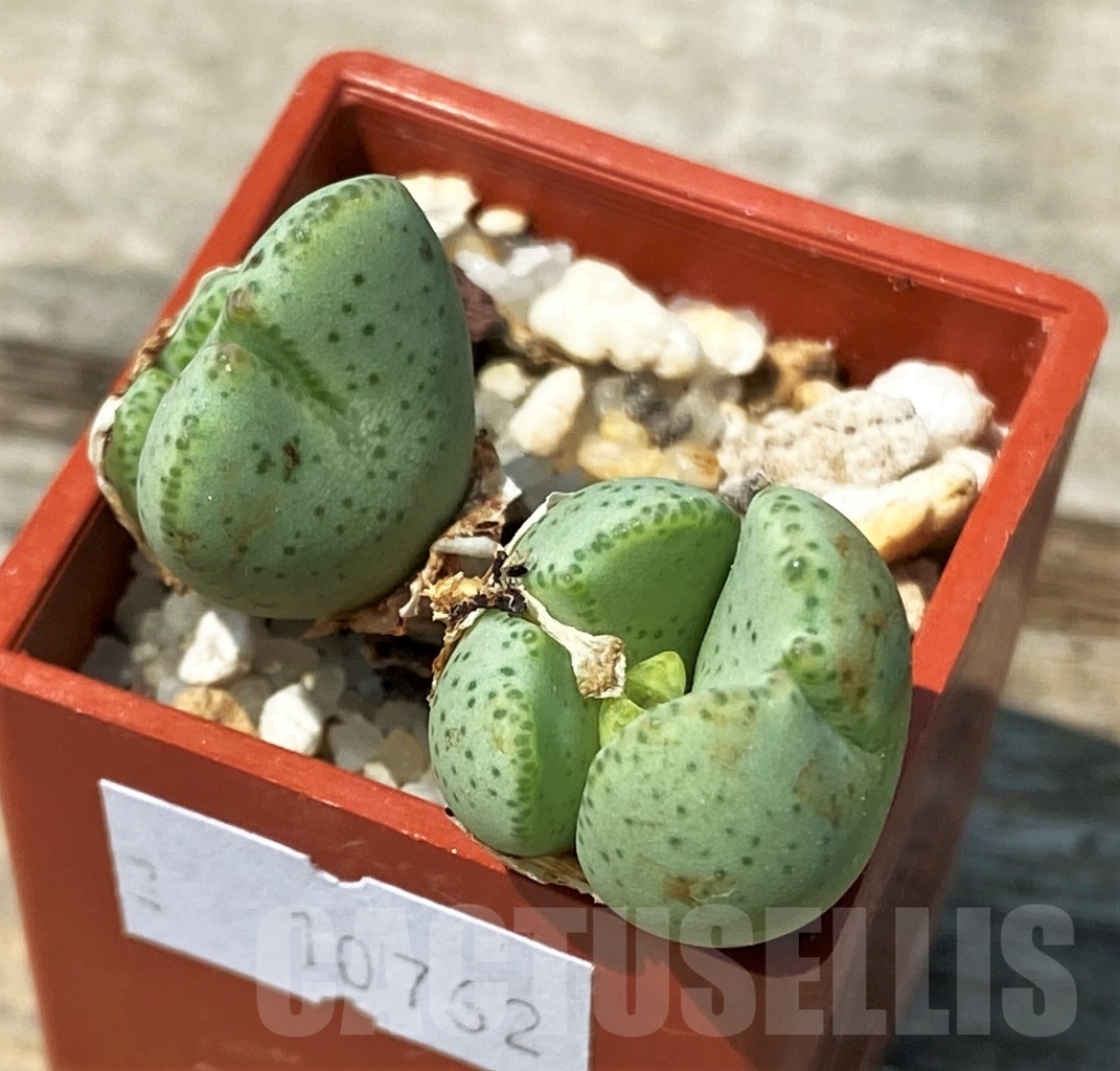 SHPR10762 Conophytum taylorianum subs. ernianum, Clon 2 - Кактус онлайн