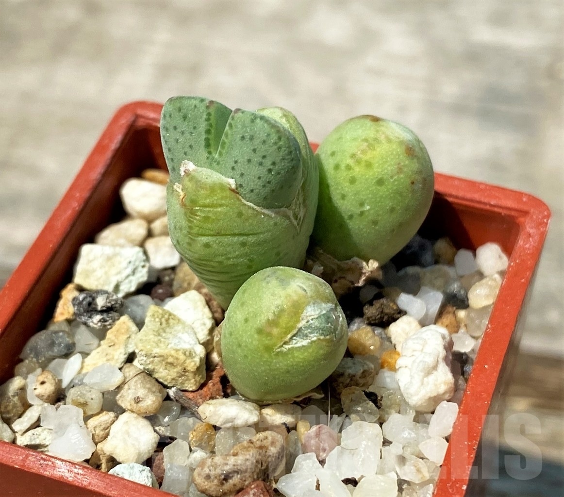 SHPR10763 Conophytum klinghardtense - Кактус онлайн