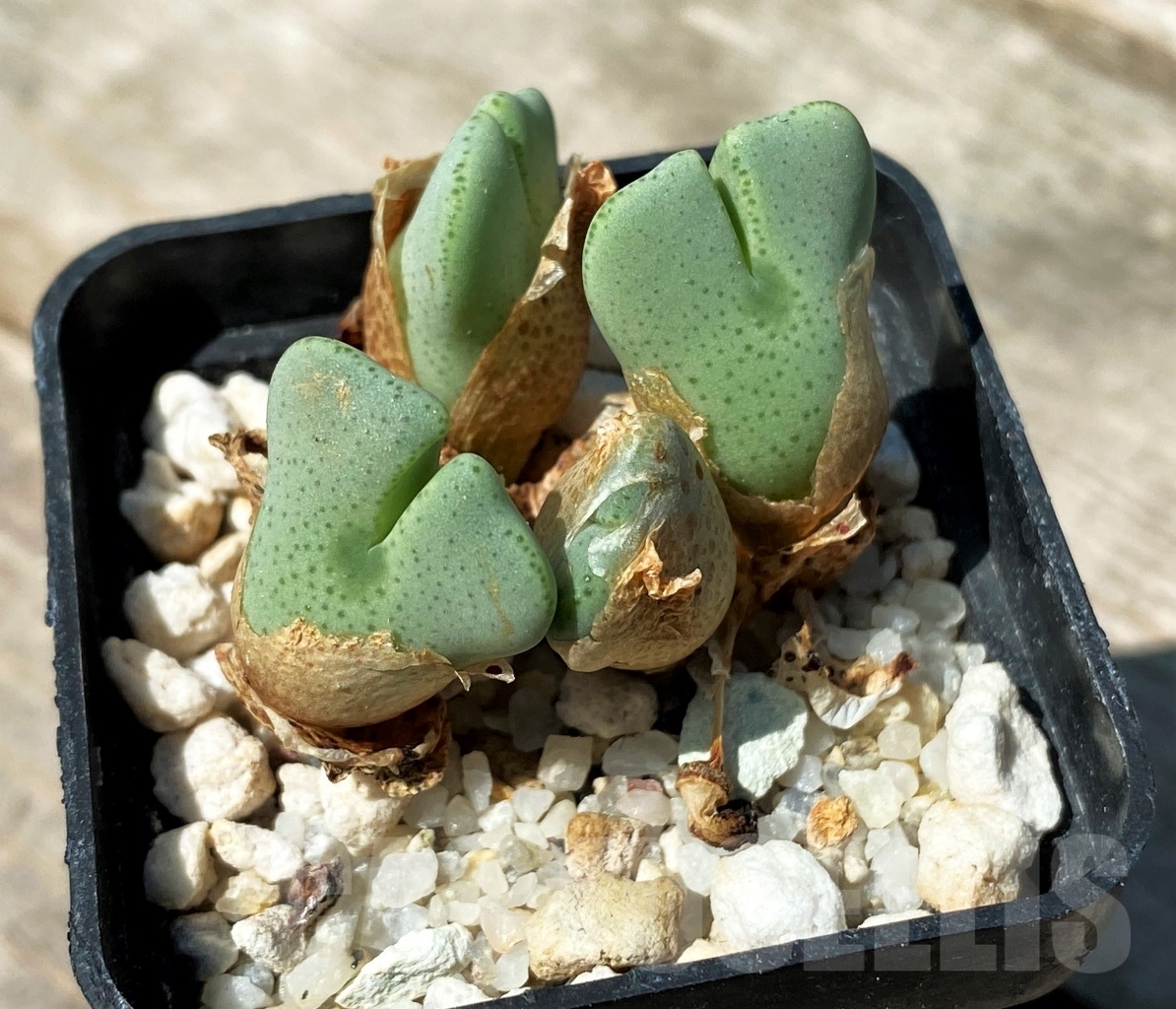SHPR10796 Conophytum bilobum “Nelianum” – Cactus-online