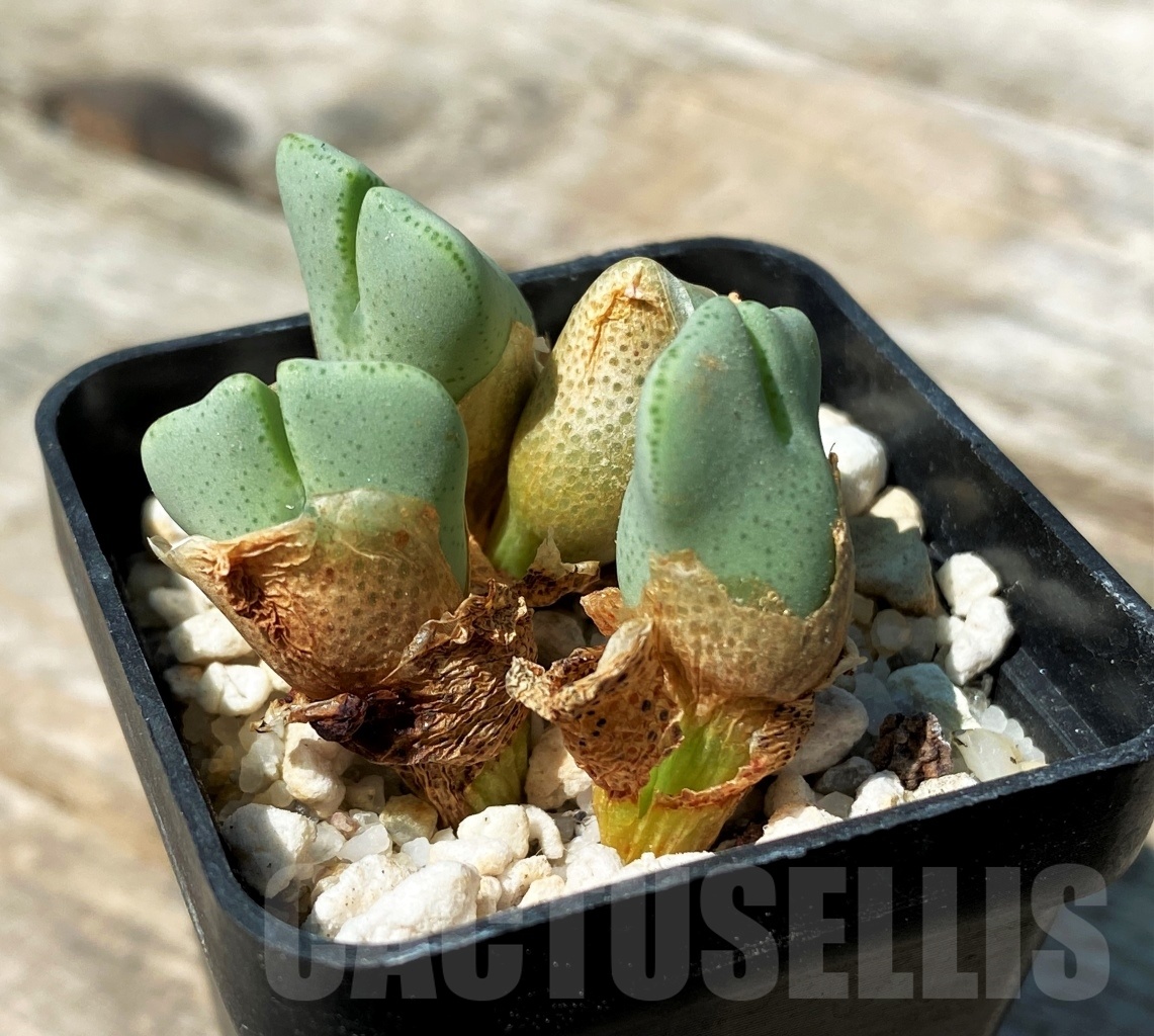 SHPR10796 Conophytum bilobum “Nelianum” – Cactus-online