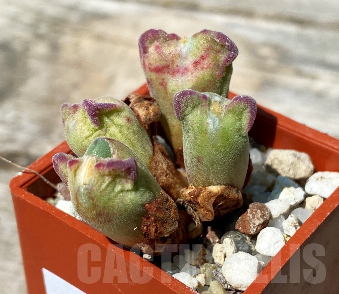 SHPR10805 Conophytum marginatum – Cactus-online