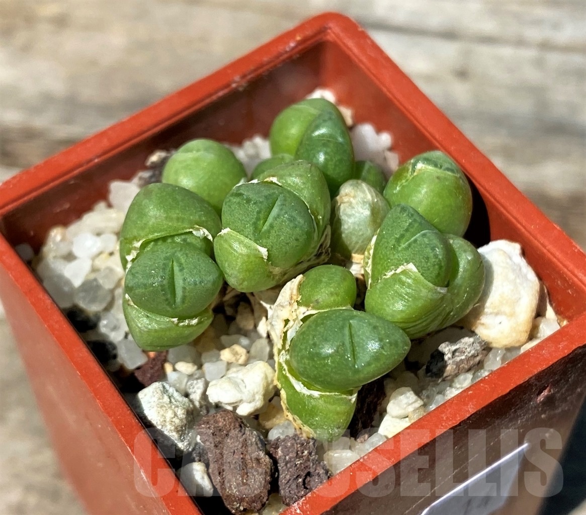 SHPR10814 Conophytum saxetanum - Cactus-online