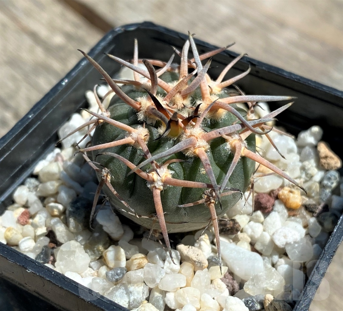 SHPR10846 Gymnocalycium bodenbenderianum ssp. piltziorum P38 – Cactus-online